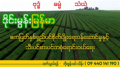 သမားတော်တိုင်းရင်းဆေး 1နောက်ကျောဖက်ရှိ ကြွက်သားတွေကို ပြေလျော့စေ ပ