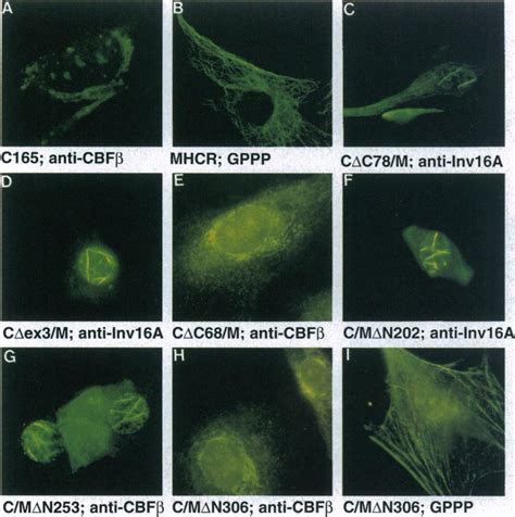 Subcellular Localization Of Mutant Cbf3smmhc Proteins Download
