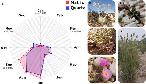 A Spider Plot Illustrating The Flowering Onset Of The Plant Species Download Scientific