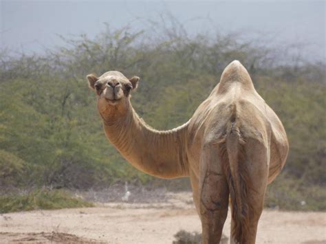 Ali Mohamoud Ali Qaran On Linkedin The Most Precious Asset For