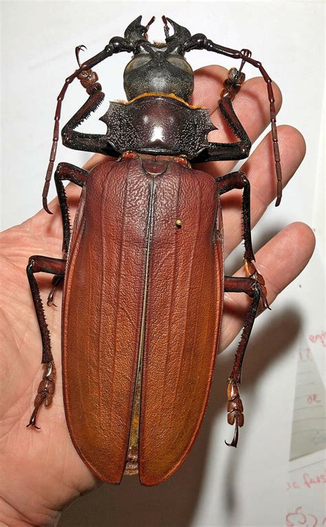 🔥 Giant Titan Beetle Is Among The Largest Insects In The World With