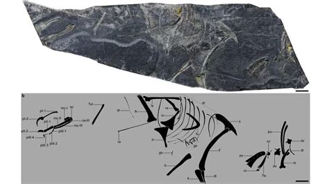 Ancient Bird Fossil In China Suggests Earlier Origins Of Modern Birds