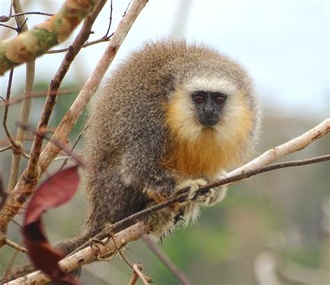 Primate Conservation In The Arc Of Deforestation A Case Study Of