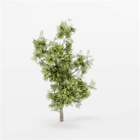 Tree Low Poly Trees Models BlenderKit