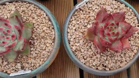 오늘도 🌼이쁜아가들🌼과 놀아요 Youtube