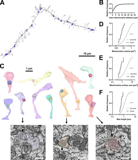 Postsynaptic Mitochondria Are Positioned To Support Functional Diversity Of Dendritic Spines Pmc