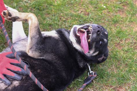 Кучета за осиновяване Бандата на 1500 те