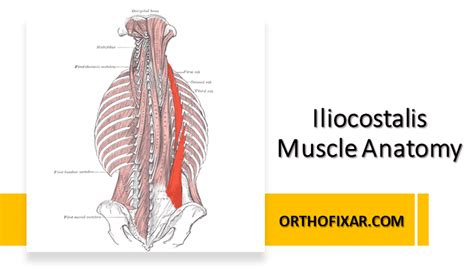 Iliocostalis Muscle Anatomy Origin Insertion Function And Clinical