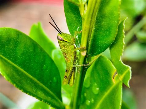 Grasshopper On A Tree Images Free Download On Freepik Grasshopper On A Tree Images Free Download On Freepik