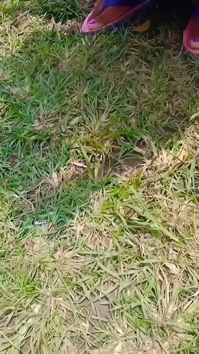 Mahandi Laga Mahandi Youtubeshorts Song Viral View Like Short Comment Amisuchi Youtube