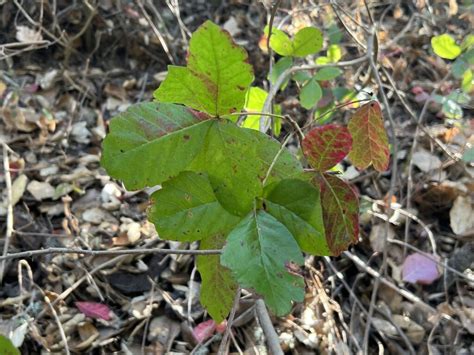 How To Identify Poison Oak Throughout Its Life Cycle Santa Lucia