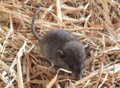 Rat Droppings How They Help Identify A Problem In Your Chicken Coop