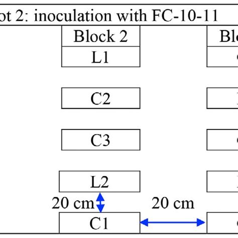 Schematization Of Field Experimental Trial Example Of The Design For