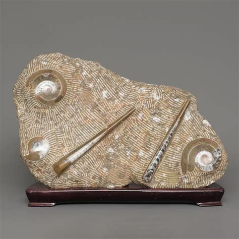 Stone With Fossils Japanese Antique Store