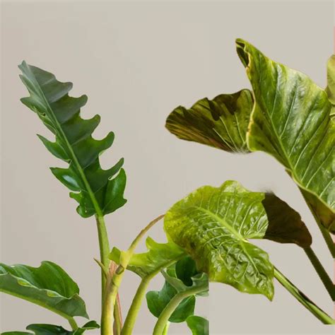 مقایسه بابا آدم و فیلودندرون کدام برای فضای شما مناسب تر است گلهای