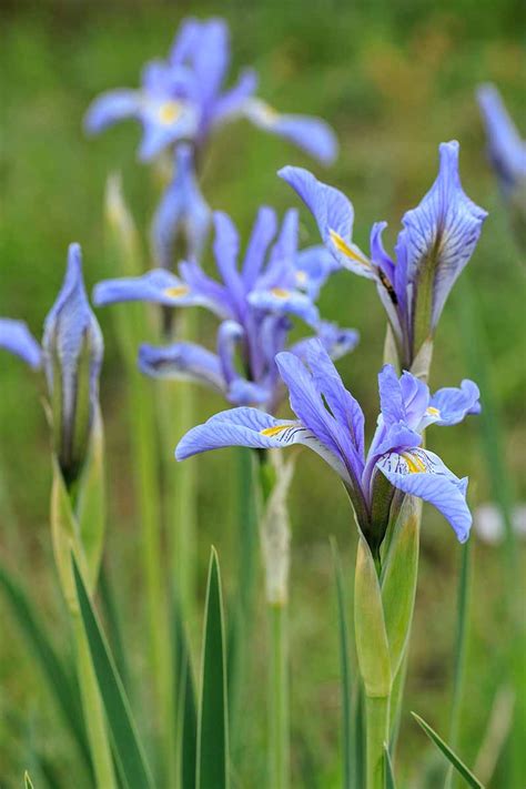 What Are The Different Types Of Iris Flowers Gardeners Path