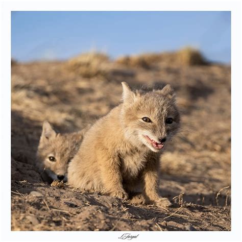 Club Мэдлэгт нэмэр 🌿 Амьтны үр төлийн нэр Алагдаахай ялман Алтан гургалдай алтан