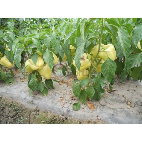 Seminte Ardei Gras Barbara 1 Gr Agrosel 2pg Pret 1 06 Lei Ogorul Ro