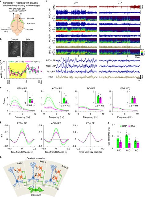 Claustrum Ablation Attenuates Frontal Cortex Sw Activity A Schematic Download Scientific