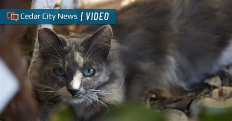 Cedar City Council Approves ‘lifesaving Ordinance To Implement A Community Cat Program