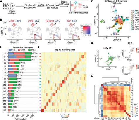 Molecular And Spatial Signatures Of Mouse Embryonic Endothelial Cells