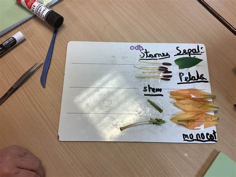 Tranmere Park Primary School Uks2 Plant Dissection