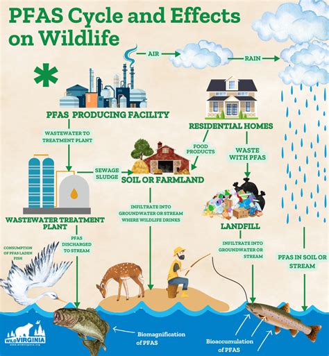 Prevent Pfas Pollution Wild Virginia