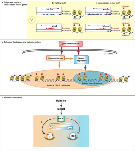 Mechanisms Underlying Helper T Cell Plasticity Implications For Immune Mediated Disease PMC