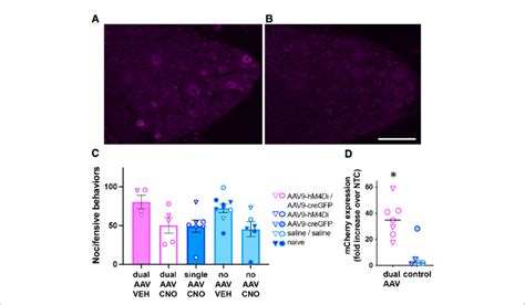 Analysis Of Dual Aav Mediated Cre Dependent Transgene Expression In Download Scientific Diagram