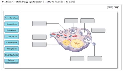 Solved Drag The Correct Label To The Appropriate Location To