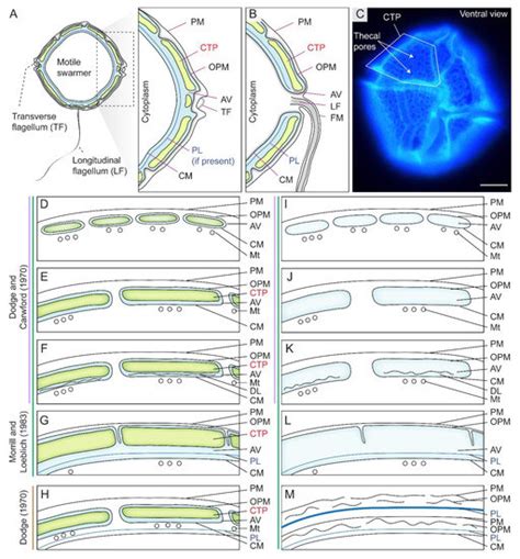 Dinoflagellates Under Microscope Labeled