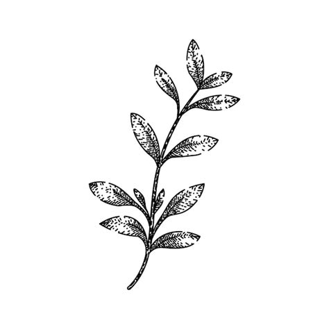 Premium Vector Fresh Thyme Leaf Hand Drawn Herb Aromatic Seasoning