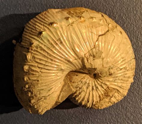 Louisville Fossils And Beyond Acanthoscaphites Nodosus Ammonoid Fossil