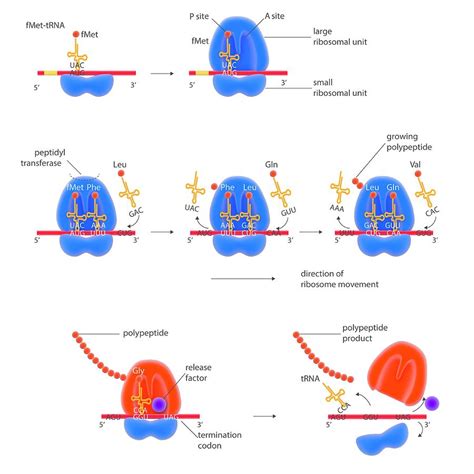 Stages Of Protein Synthesis 3 Photograph By Science Photo Library