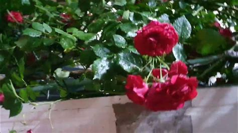 장미꽃에 빗방울 떨어지고있는 모습 Youtube