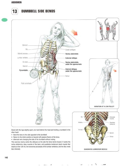 Training Anatomy Pdf Strength Training Anatomy Tzxum