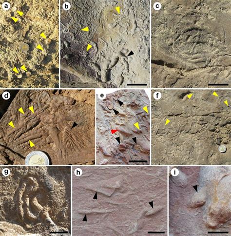 trace fossils from the upper carboniferous lower permian aheimer
