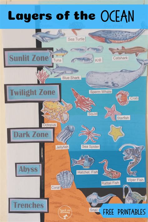 Layers Of The Ocean Teach Me Mommy