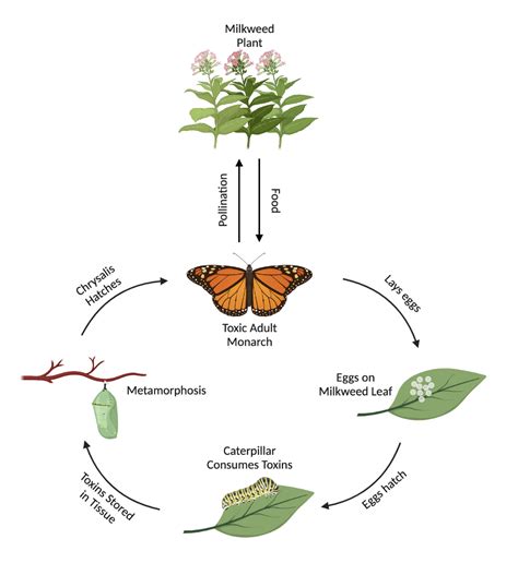 Examples Of Commensalism Mutualism And Parasitism Mutualism Eight