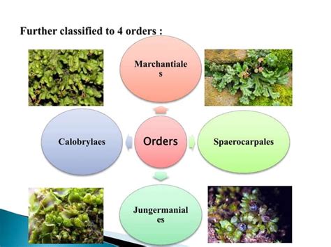 Bryophytes Classification By Gm Smithpptx Biological Sciences Science
