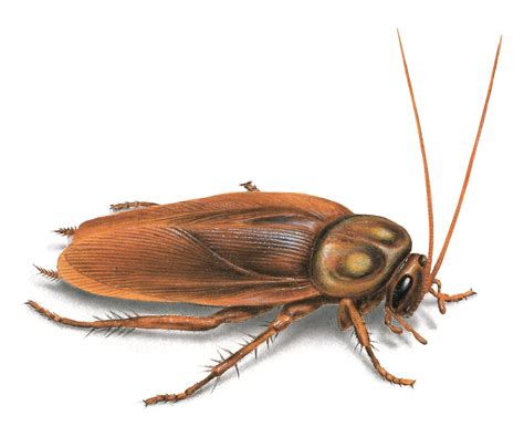 American Cockroach Identification And Control Get Rid Of American Cockroach