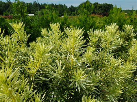 Podocarpus Macrophyllus Trees And Shrubs Online