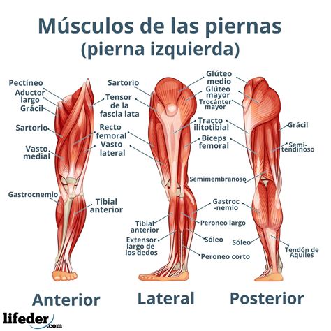 Músculos De La Pierna Descripción Y Funciones Imágenes