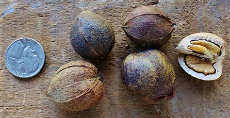 Types Of Hickory Nuts