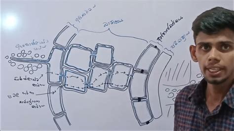 අරීය ජල පරිවහනය එය සිදුවන මාර්ග වලට අදාලව විස්තර කිරීම A L Biology Video No 02 Youtube