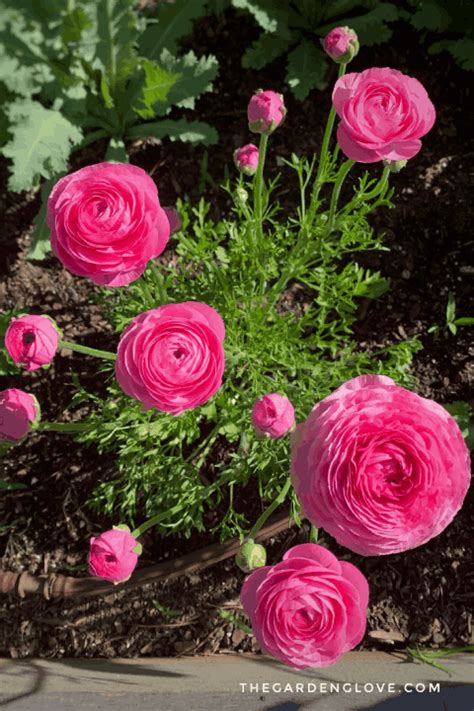 All About Ranunculus History Varieties And Care • The Garden Glove
