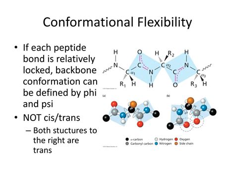 Ppt Protein Structure Powerpoint Presentation Free Download Id1462519