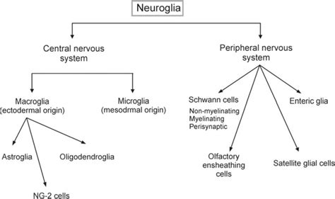Neuroglia Anatomy Structure Functions Rxharun