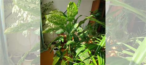 Дифенбахия купить в Челябинске Товары для дома и дачи Авито