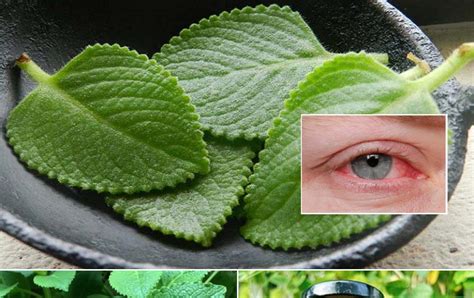 The Miracle Herb For Vision A Natural Solution For Cataracts And Eye
